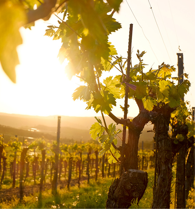 The History of Riesling Wine | Emerald Cruises