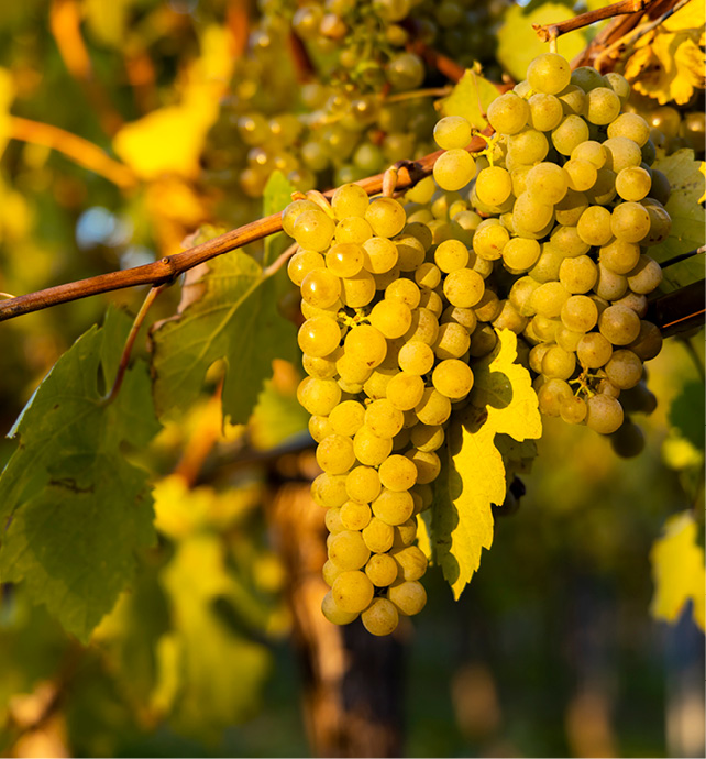 The History of Riesling Wine | Emerald Cruises